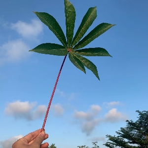 官方指定战略合作伙伴 