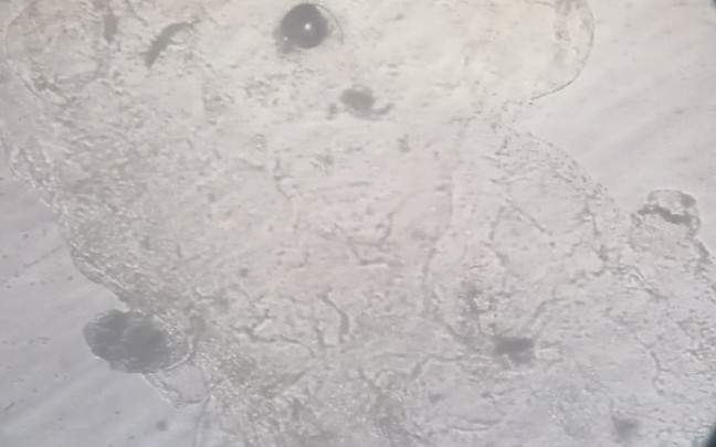 使用显微镜观察黄瓜切片