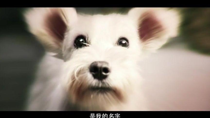 这只是狗咬狗的事吗?难道只有人被咬死了才算是事吗?