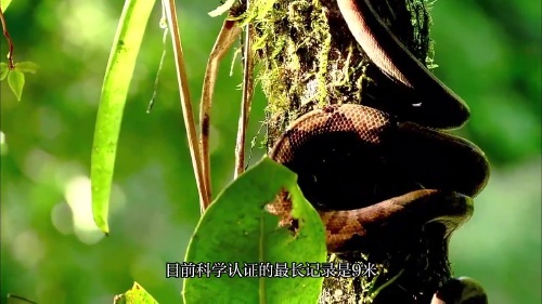 世界上最长最大的蛇