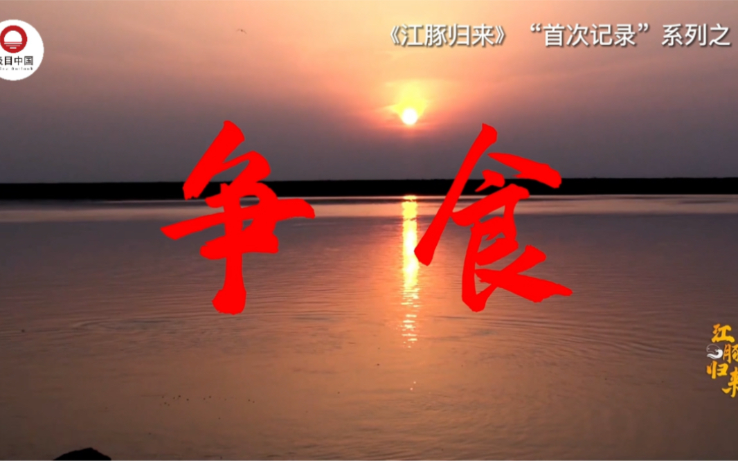 #纪录片江豚归来 关于长江江豚的“恋爱”“出生”“啼哭”“情感”...
