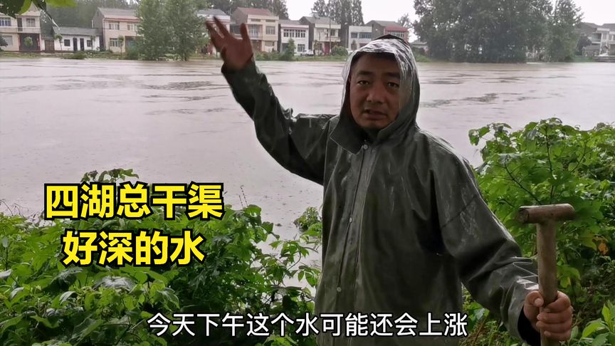 天天下暴雨,青蛙池被淹,家门口四湖总干渠的水都快漫到家里