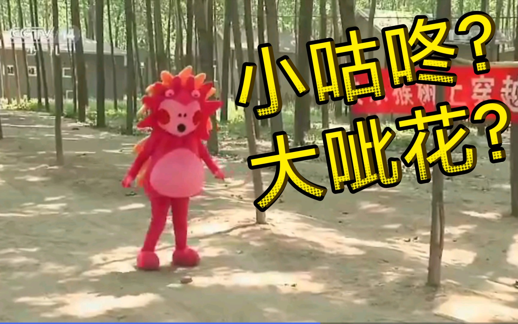 这小咕咚小时候看着还好,长大了看着跟大呲花似的