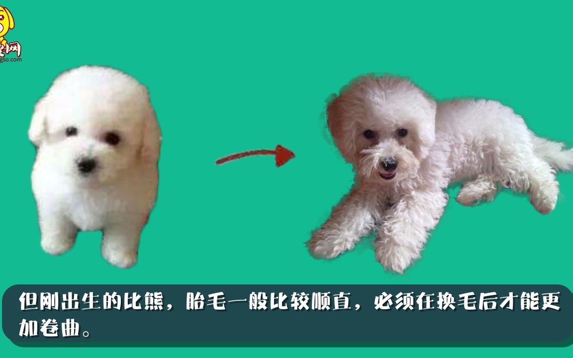 比熊毛卷吗?