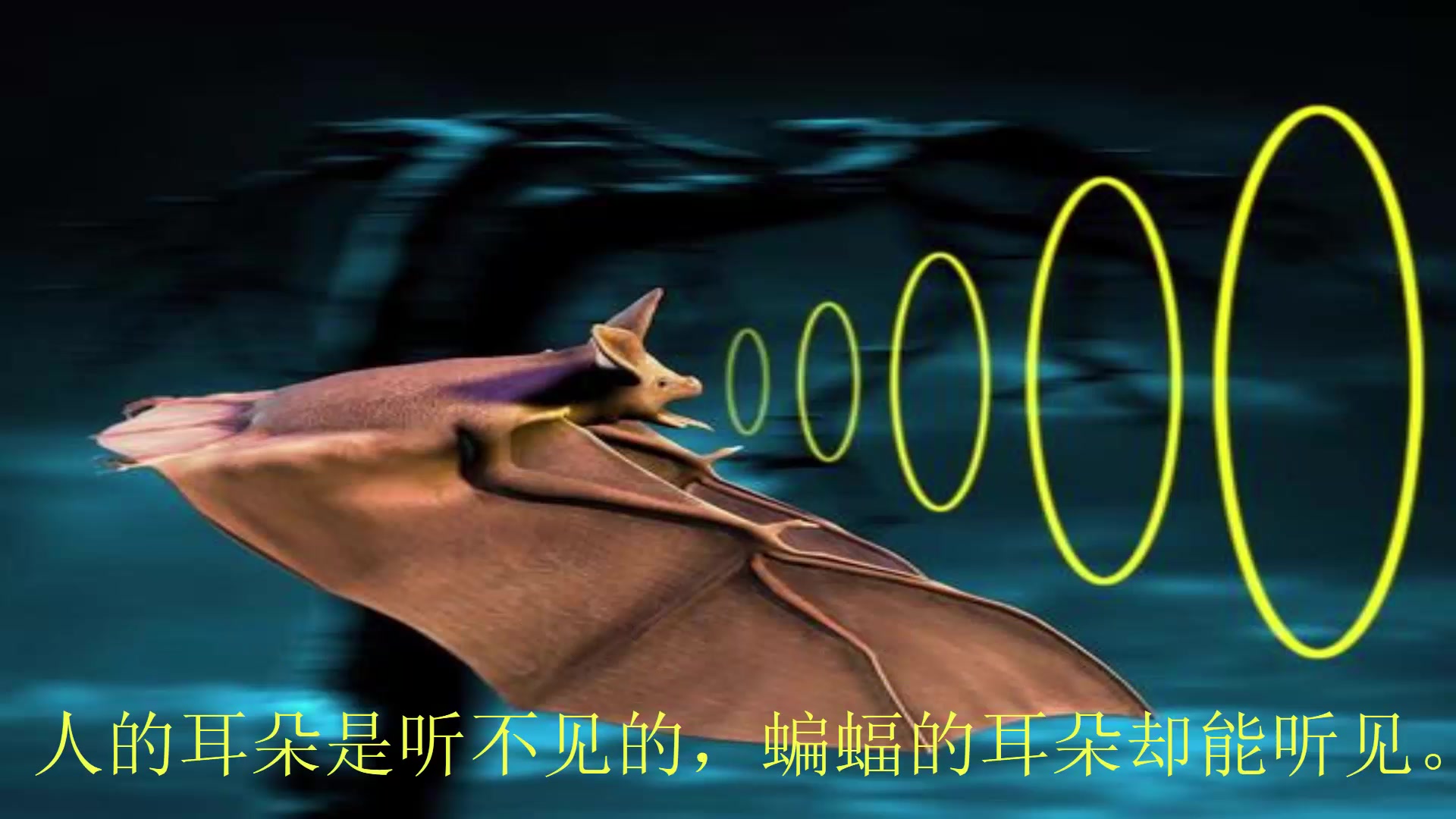 部编新人教版四年级上第6课《夜间飞行的秘密》课文朗读