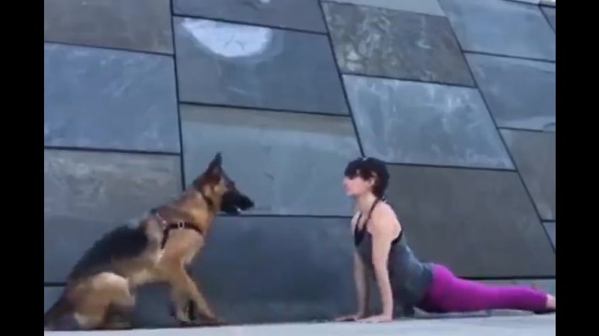 【快要成精的动物们】搞笑狗狗模仿主人动作