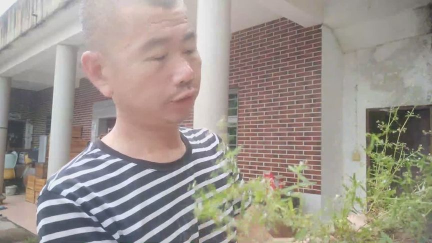 乡村大哥带你看什么是蛇舌草并告诉你它的的功效,农村山上到处有