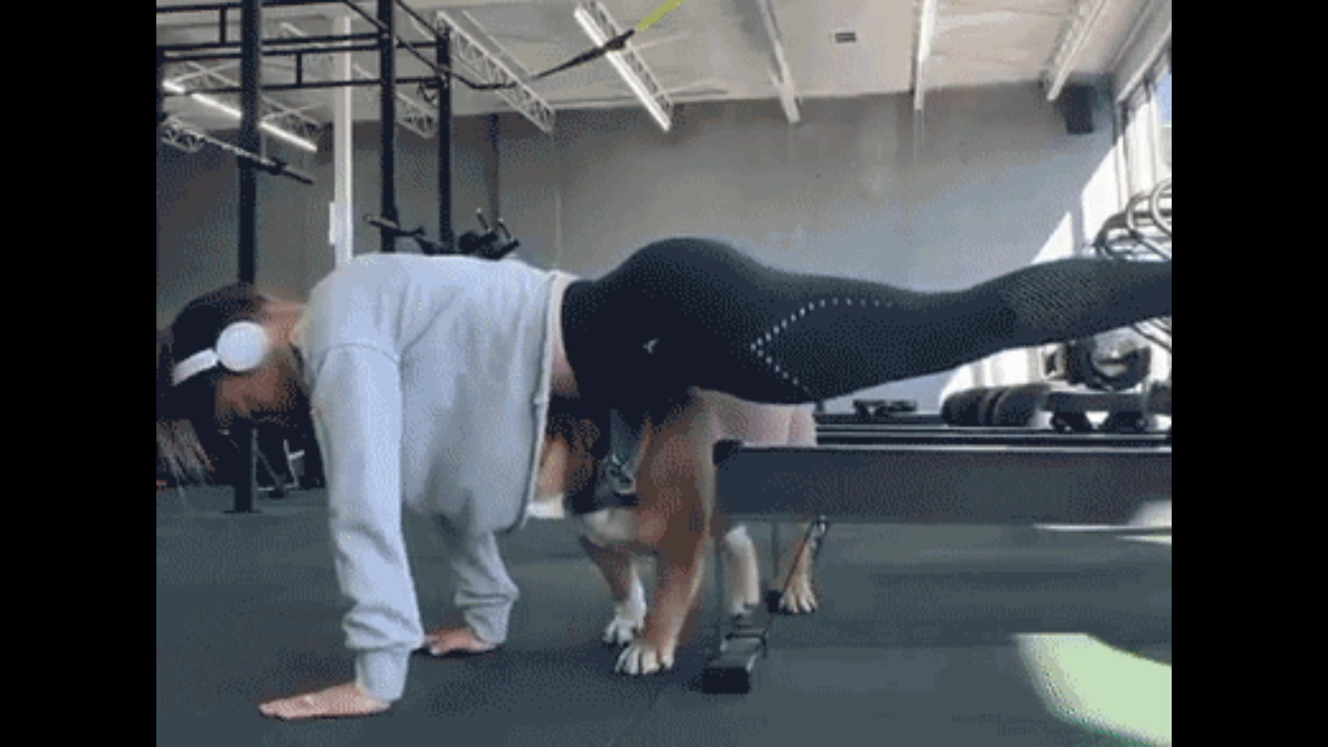 那些搞笑又可爱的图片-这狗子是成精了嘛!?