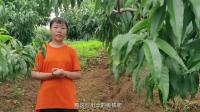 桃子的生长历史, 你了解吗
