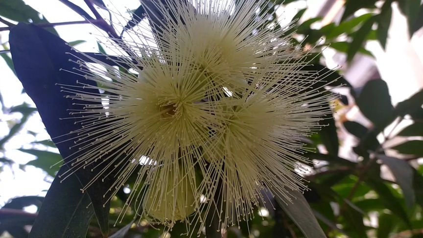 蒲桃果实没人吃种子作用可大啦口腔溃疡用它的叶子水煎含漱