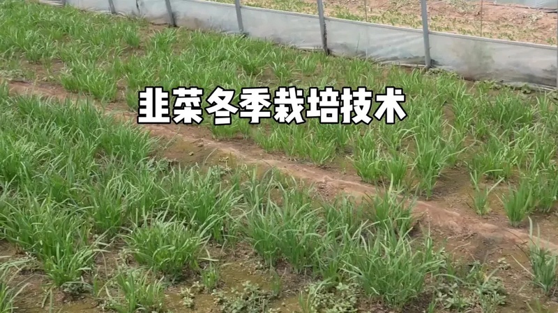韭菜冬季栽培技术 每天分享蔬菜种植技巧 服务三农支持三农