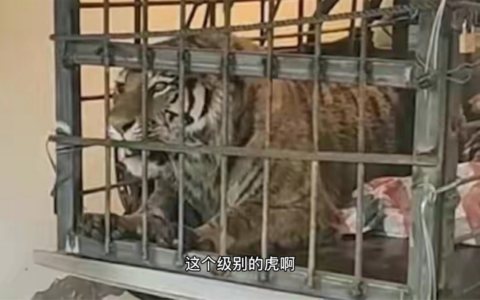 黑龙江东北虎进村,人类是否低估了猛兽的危险性