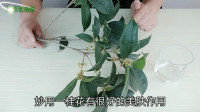 九月桂花正开,桂花泡水四大妙用,男人女人都需要,早知早受益