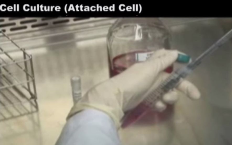 HeLa 复苏细胞 细胞传代 细胞计数 冻存细胞Cell Culture (Attached Cell)