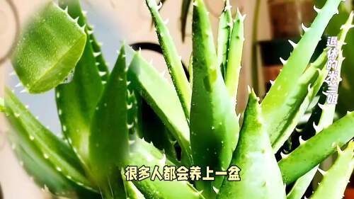芦荟的养殖方法:盆栽的五个要点