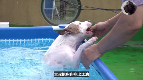超爱游泳的狗狗,24小时泡在泳池里,主人担心出问题却被狗咬了!