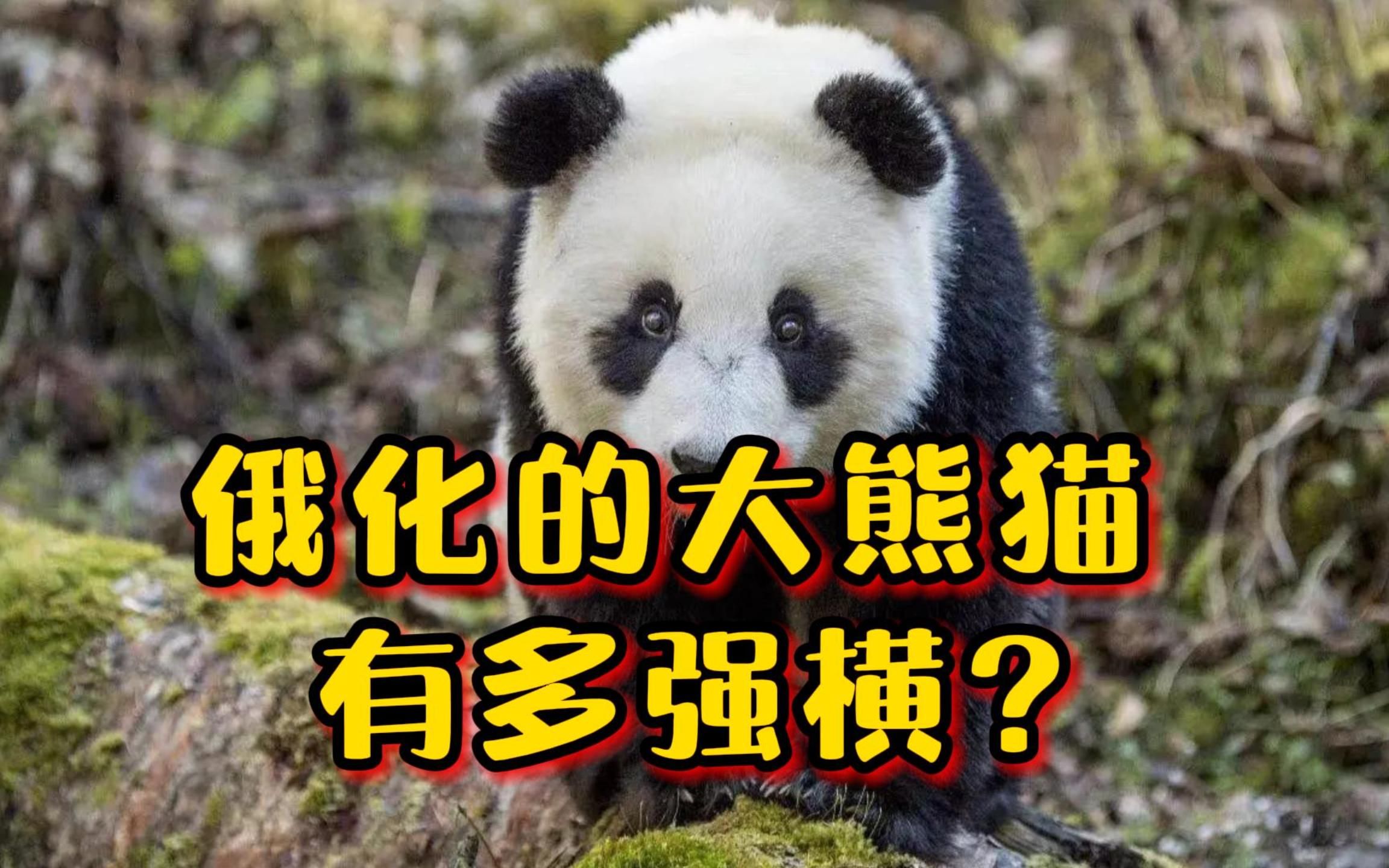 俄罗斯人养的大熊猫,有多彪悍?