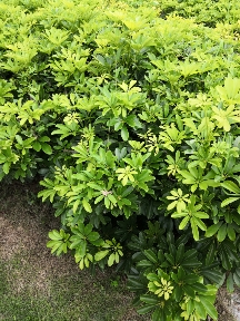 鲈鱼好吃嘛 