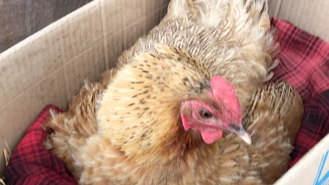 在孵蛋的母鸡面前模仿小鸡叫声会发生什么?