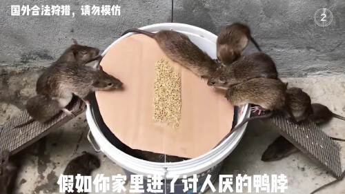 教你用这个方法,一天能捉上百只老鼠