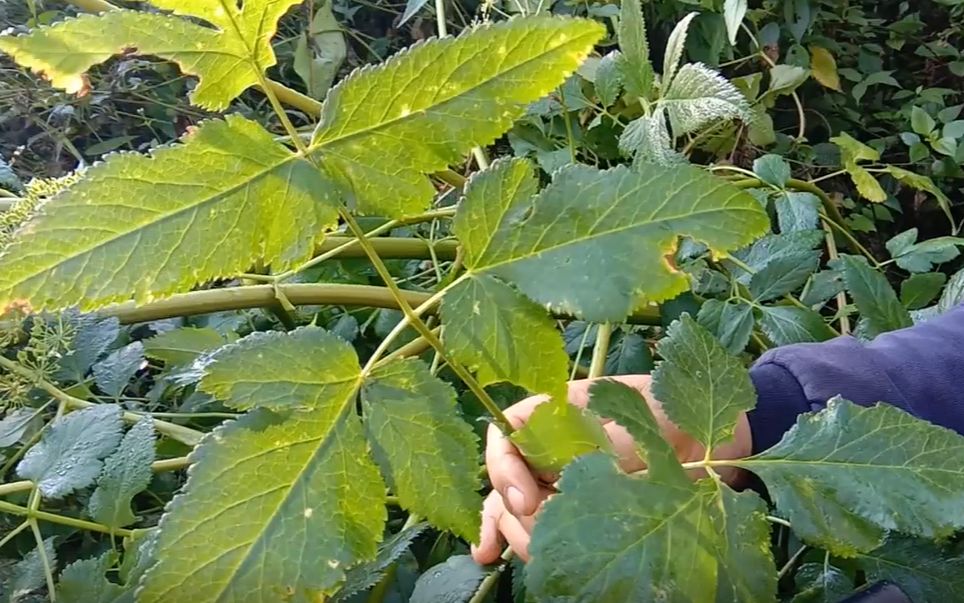野当归浑身是宝,别当野草再除掉,了解它的这些用途,帮大忙