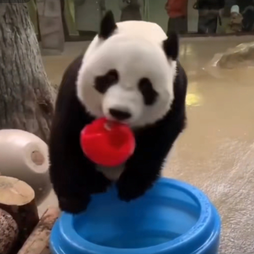 独自开朗的兔子 