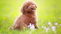 04-在家里,你是如何给贵宾犬做造型的