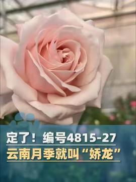 定了!编号4815-27云南月季就叫"娇龙"#大象主播说 @祚祥聊个球