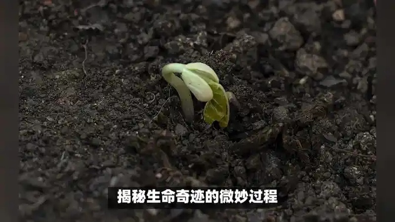 黄豆几天能够发芽