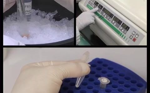 【转需】考研必备之蛋白SDS-PAGE电泳概念、原理、使用和注意事项