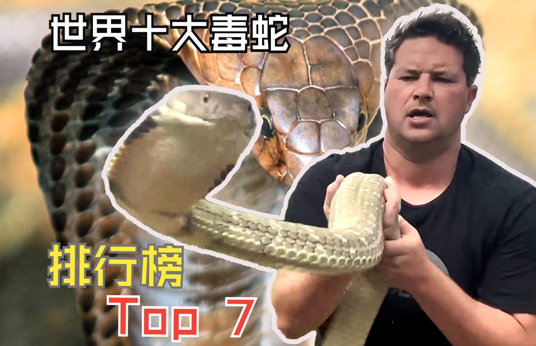 世界十大毒蛇排行榜之7喜大普奔的眼镜王蛇|Dingo职业生涯的罕见...