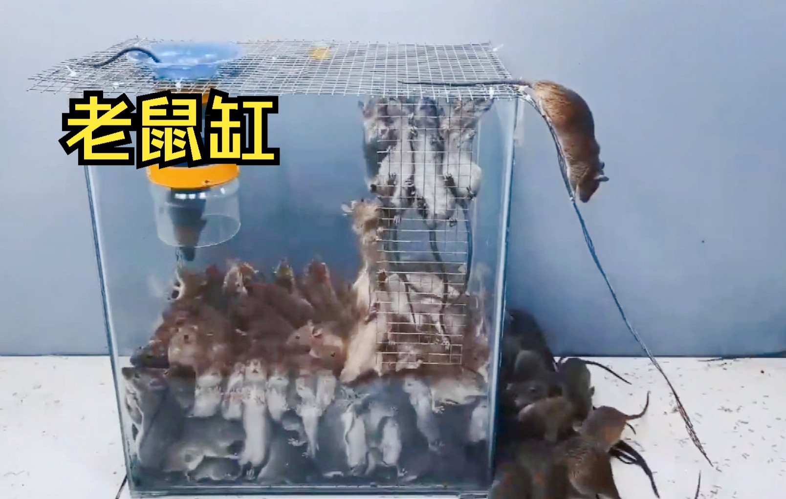 老鼠的极乐世界,专治不开心