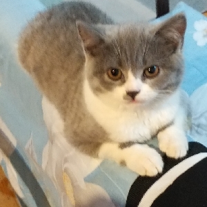 会学猫叫 