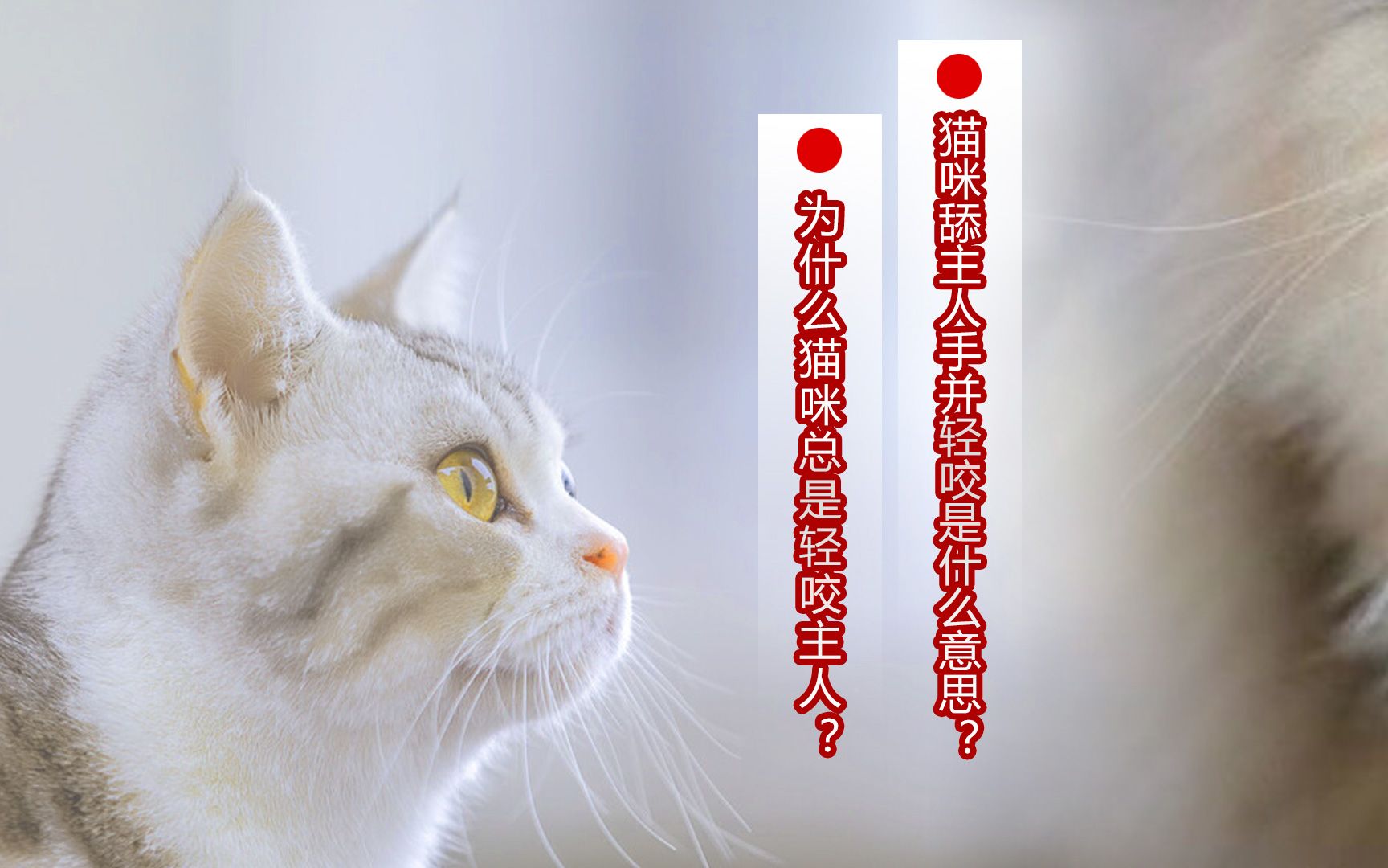 为什么猫咪总是轻咬主人?