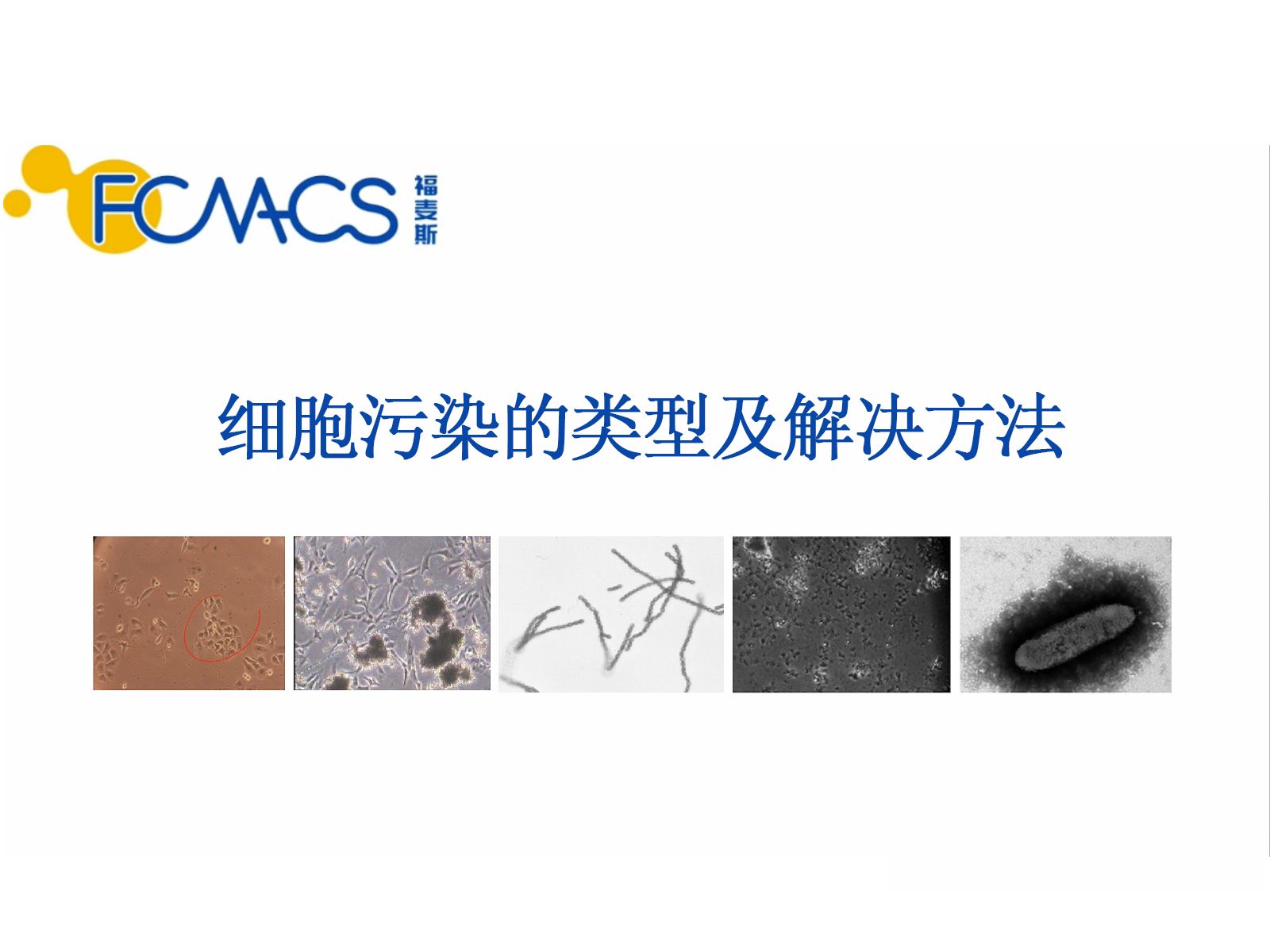 细胞污染如何判断:黑胶虫、细菌、真菌、霉菌、支原体、病毒