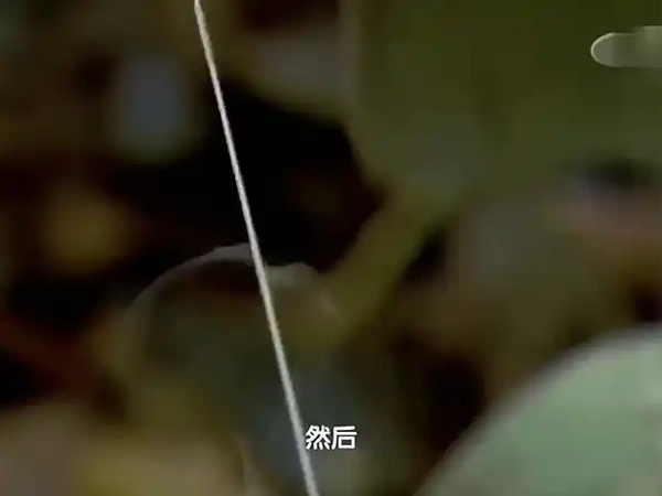 手把手教你做指南针,超简单!