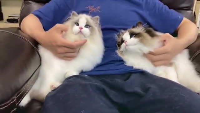 几十万的顶级布偶猫,这颜值,你会买吗?