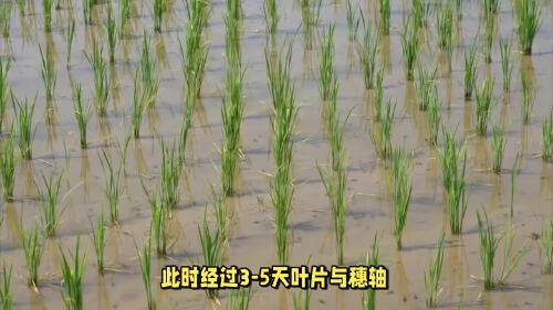 水稻倒了能不能扶起来?水稻倒了是什么原因导致的