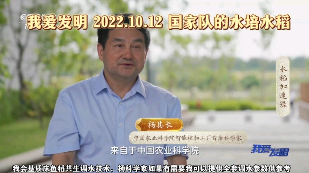 国家队的水培水稻