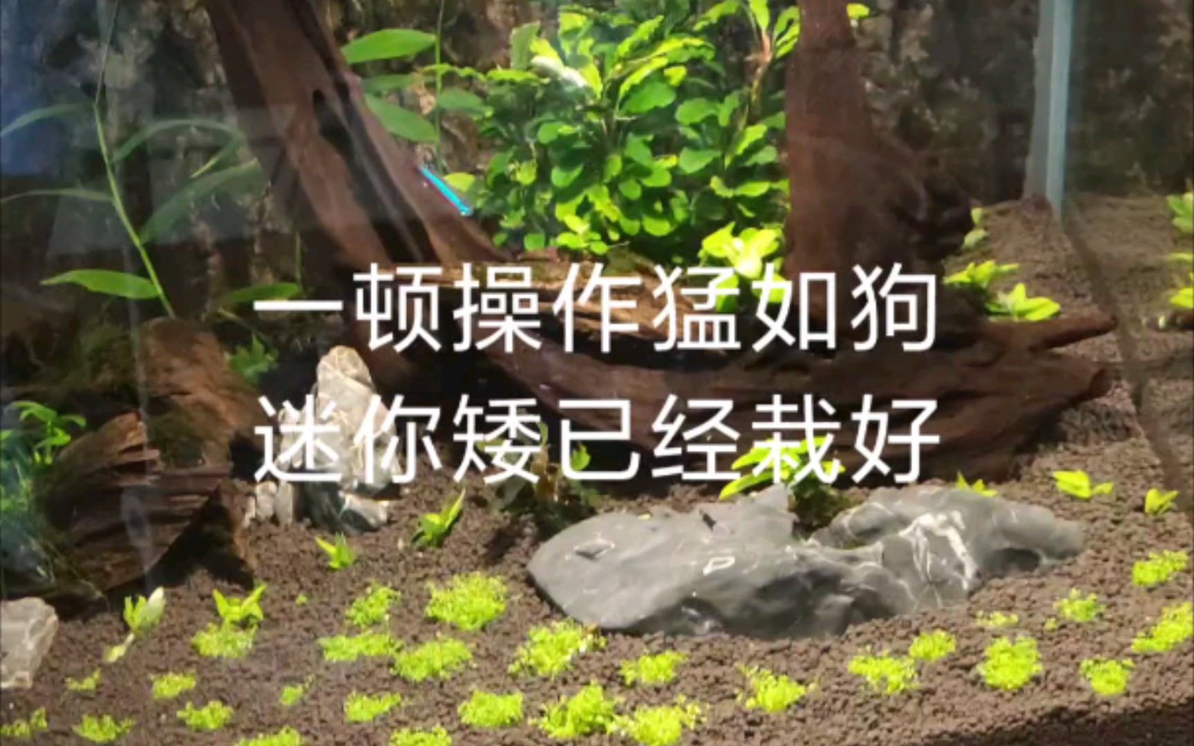 不添加CO2爆缸迷你矮珍珠(30缸第26天+60缸第1天)