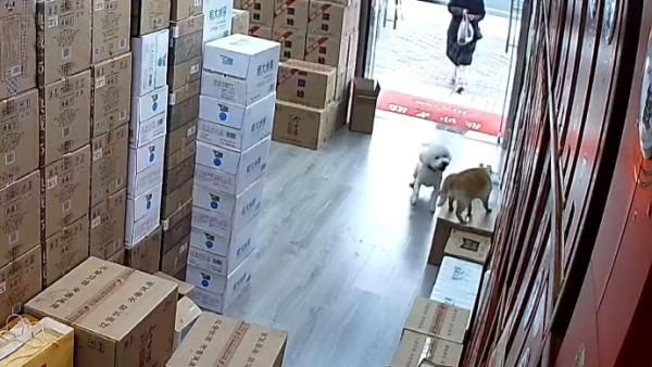 狗未拴绳冲入室内撕咬他人养的猫，两名主人发生争执