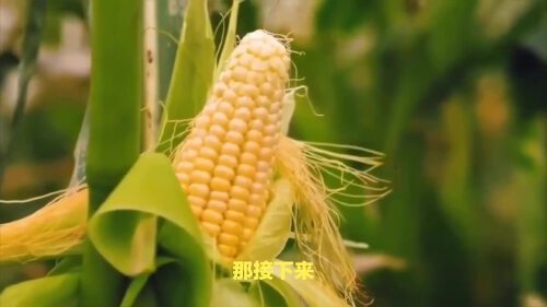 玉米虽好别乱吃!这四类人千万要当心