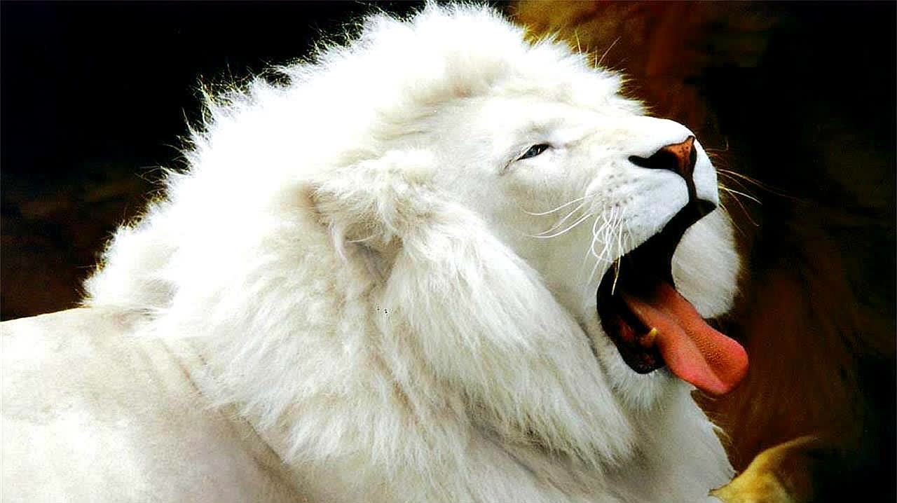 世界上最罕见的白化动物,全身上下都是白色,确定不是PS?