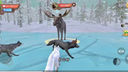 狼模拟器猎捕五只巨型驼鹿,升级速度属性
