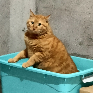 菜虫呐 