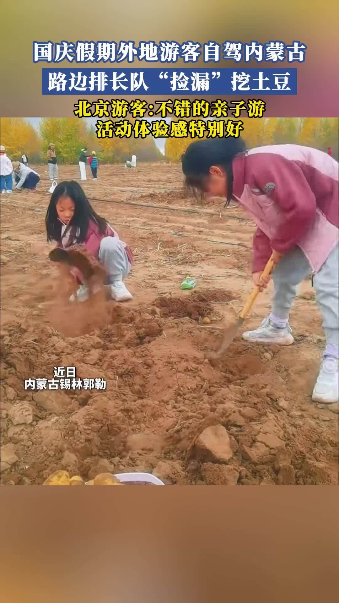 国庆假期外地游客自驾内蒙古,路边排长队挖土豆成网红项目