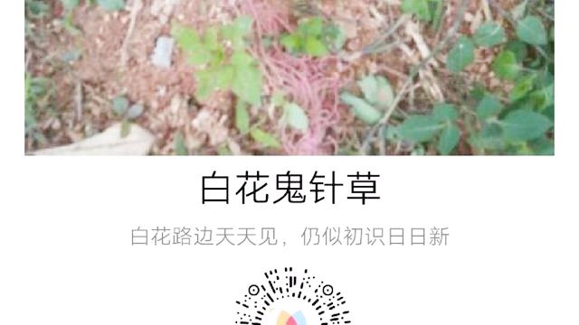 微信新功能太厉害了,对着花草扫一扫,3秒就知道植物的详细介绍