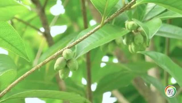 桂花树认识吗?它有什么用途作用呢?我来告诉你