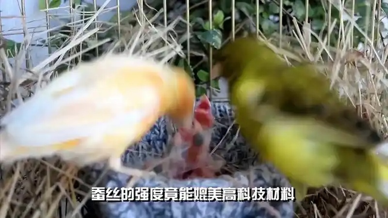碳纳米管喂养蚕宝宝:蚕丝强度提升的科学奥秘