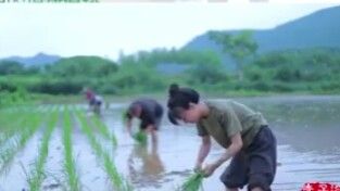 李子柒:这是水稻的一生!油管网友:在遥远的东方,生活很有趣味